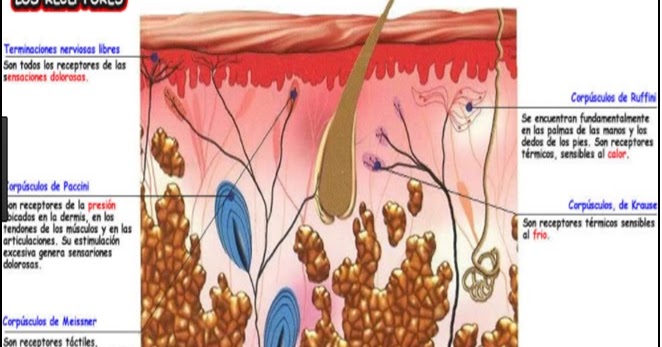cienciasoctavoeoh2017: SENTIDO DEL TACTO