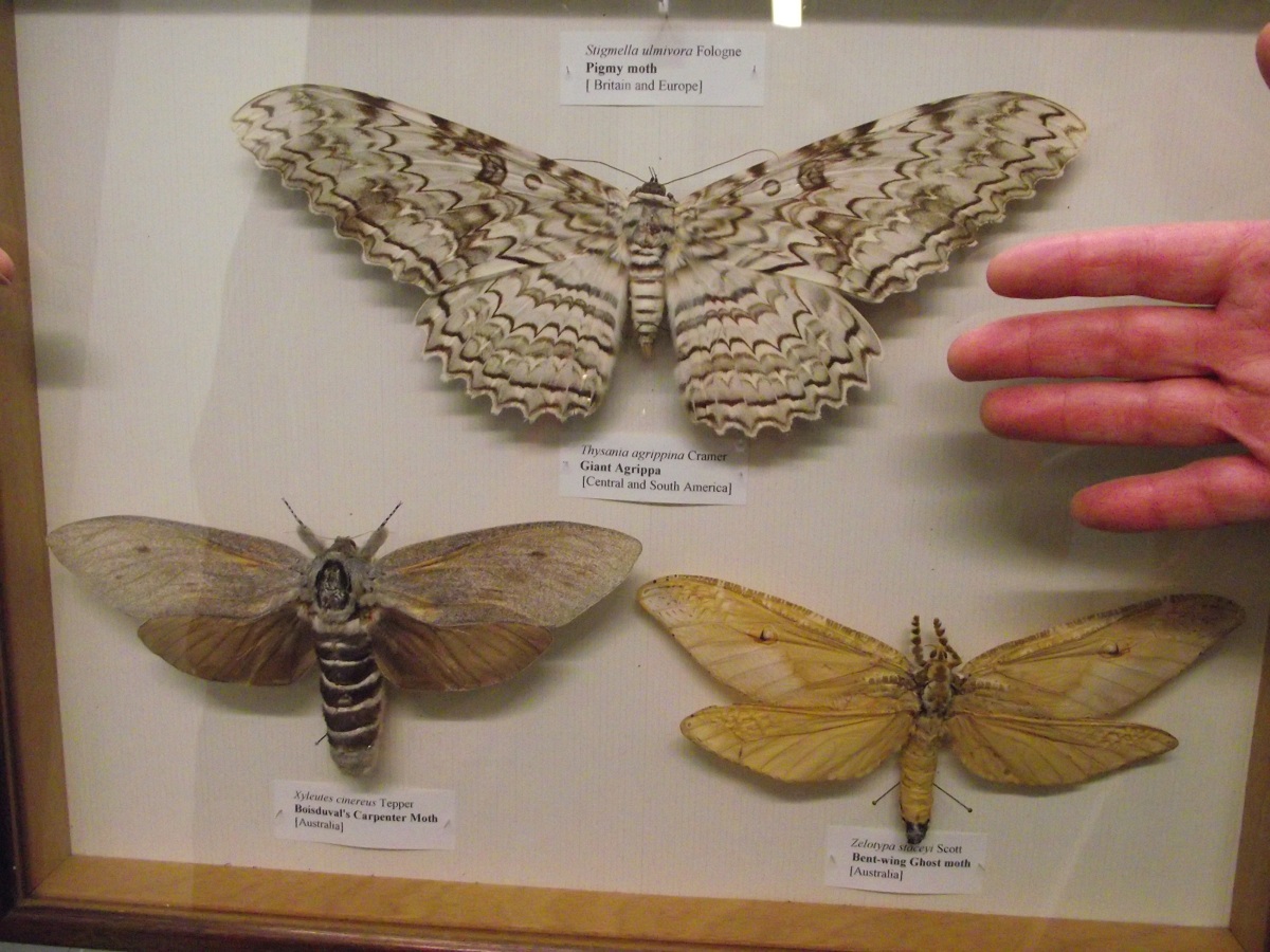 The Montgomeryshire Moth Group Blog: Visit to the Natural History Museum
