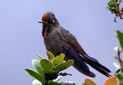My Temple of Nature: Humdinger Hummingbirds