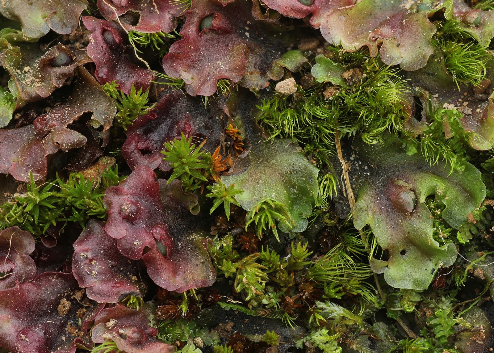 South Wales Bryophytes: Purple Pellia