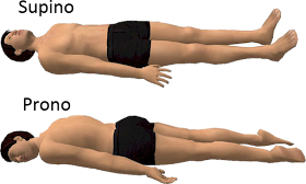 Fisioterapia: La Posición Anatómica, Planimetría y Términos de relación