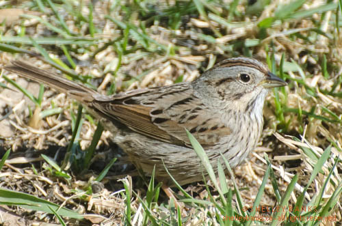 Prairie Nature: Lincoln's Sparrow: May Backyard Sparrows, Regina SK (5)