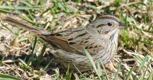 Prairie Nature: Lincoln's Sparrow: May Backyard Sparrows, Regina SK (5)