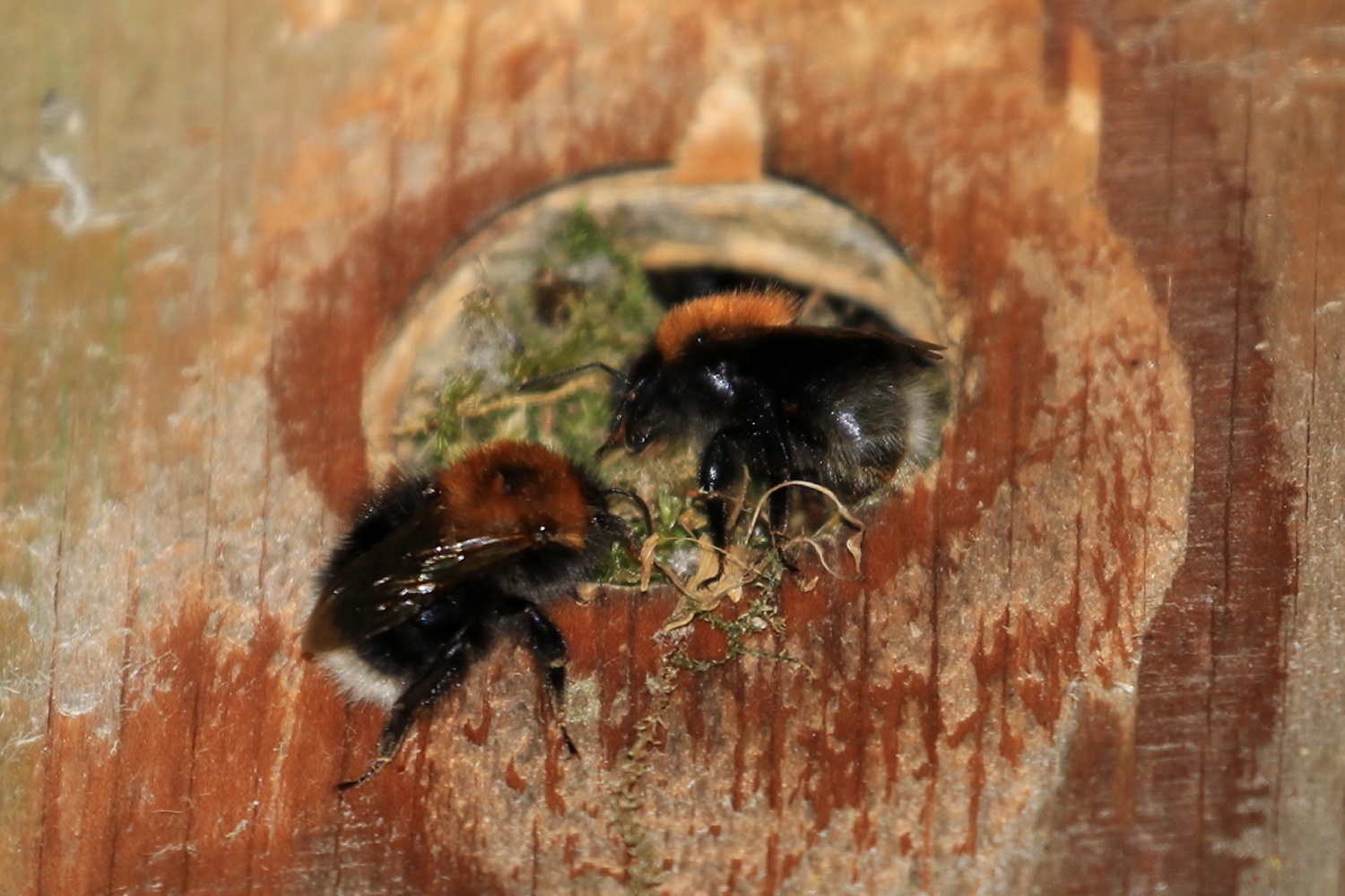 Abington Naturewatch: Tree Bumblebees in Nestbox