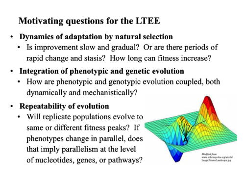 Sandwalk: Richard Lenski answers questions about the long-term ...