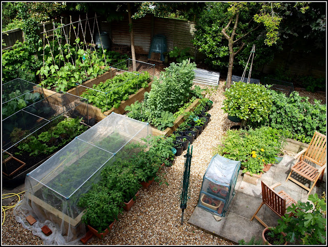 Mark's Veg Plot: An allotment. Yes or No?