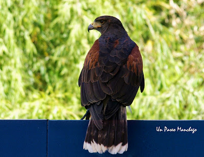 Un Paseo Manchego: Halcón Harris Asilvestrado.