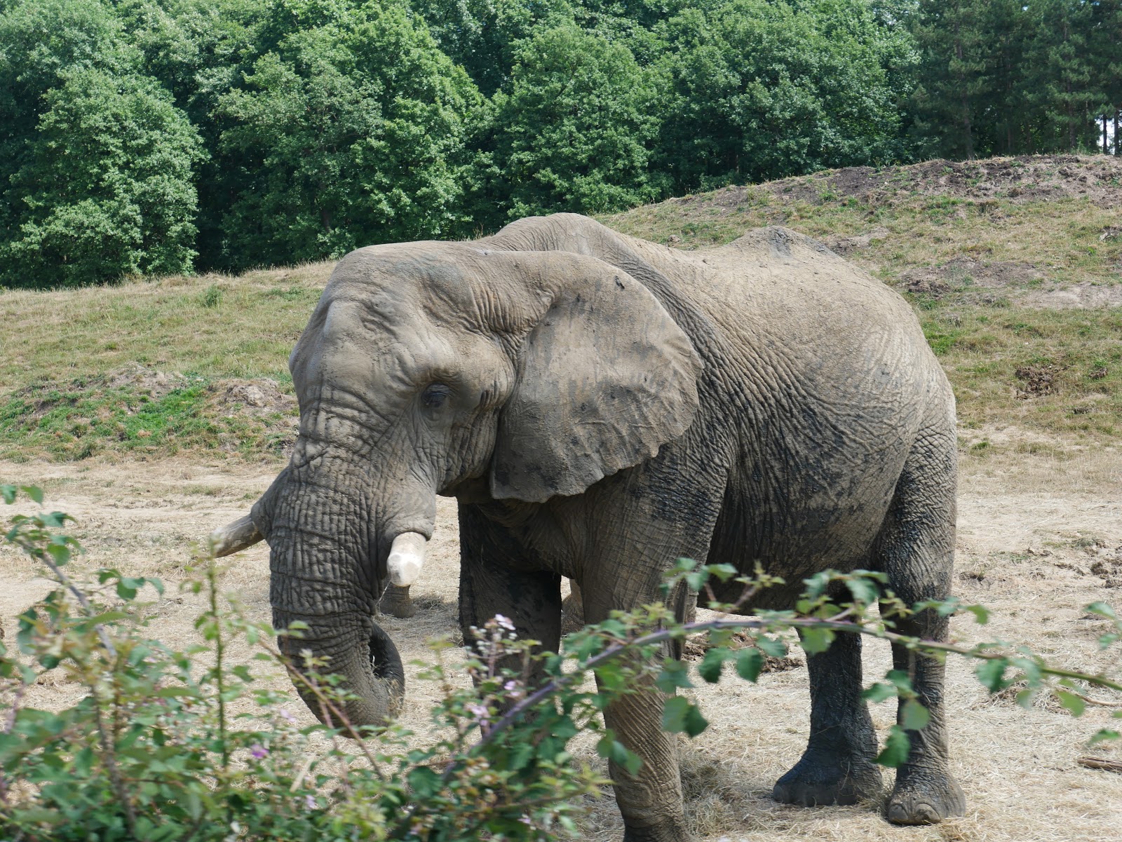 Ces doux moments: Une visite au zoo parc de Thoiry
