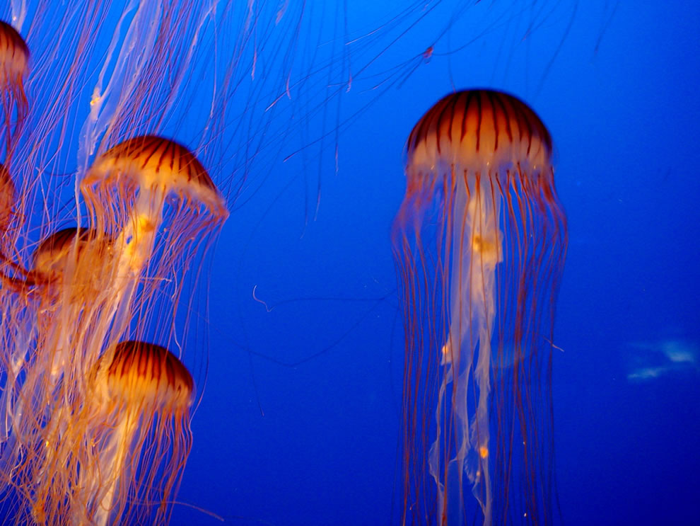 created by Vaga: real UFO, the jellyfish.....