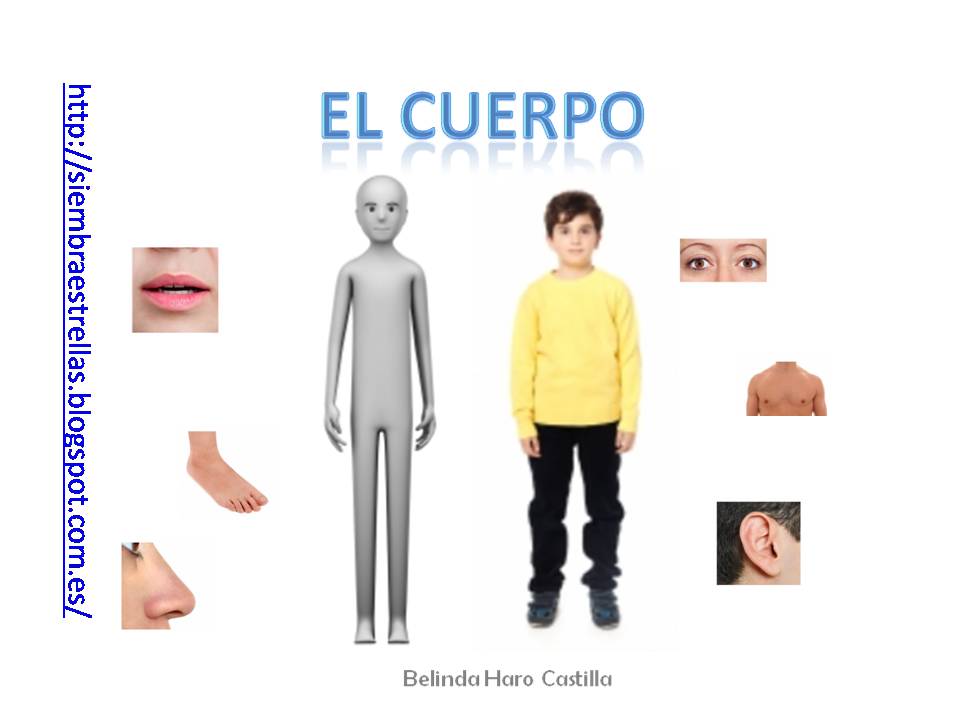 Siembra Estrellas: TARJETAS DE VOCABULARIO: EL CUERPO