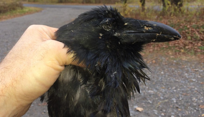 Another Bird Blog: Scotland Leads The Way