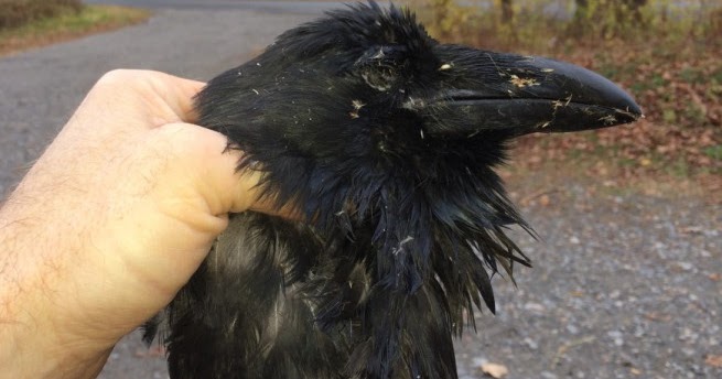 Another Bird Blog: Scotland Leads The Way