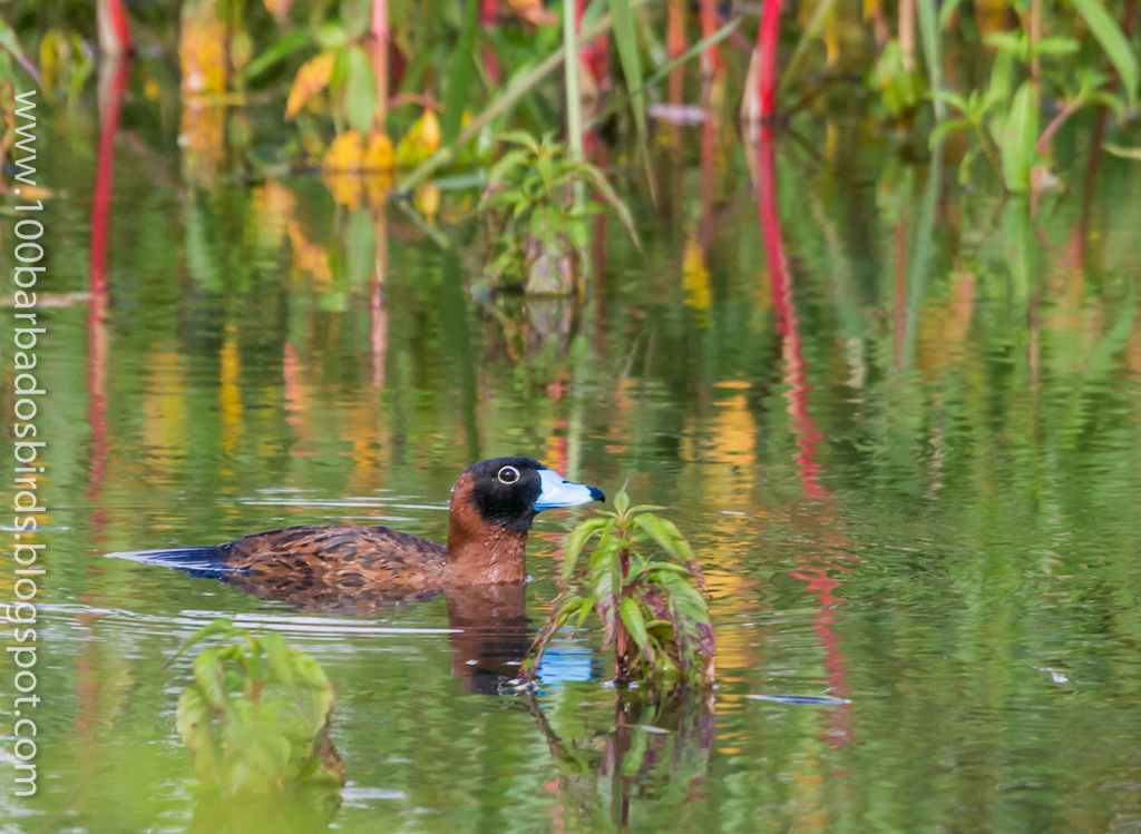 Birds of Barbados: 2017 Photographic Big Year 74, Mega-Rarity