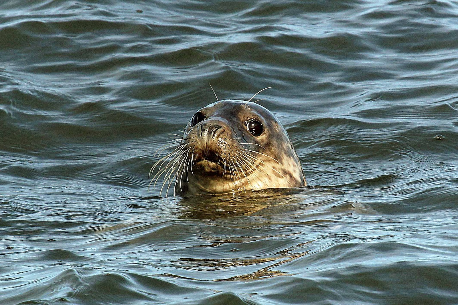 Wildlife and Landscapes: Grey Seals