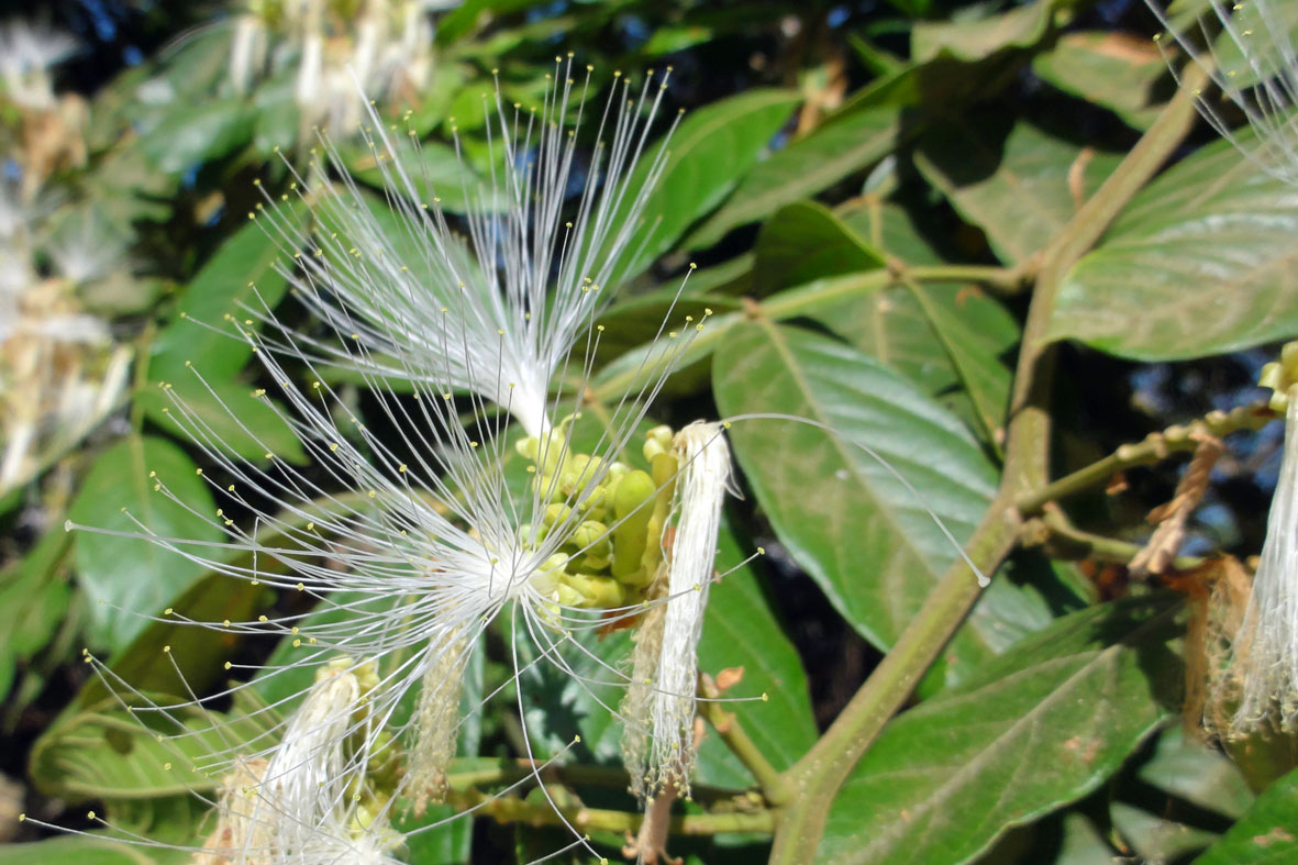 Flor de ingá | Fotos do Cerrado...