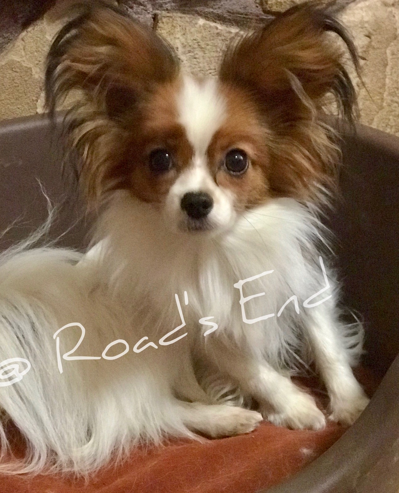 Road's End Papillons : 5 Day Old Papillon Puppies