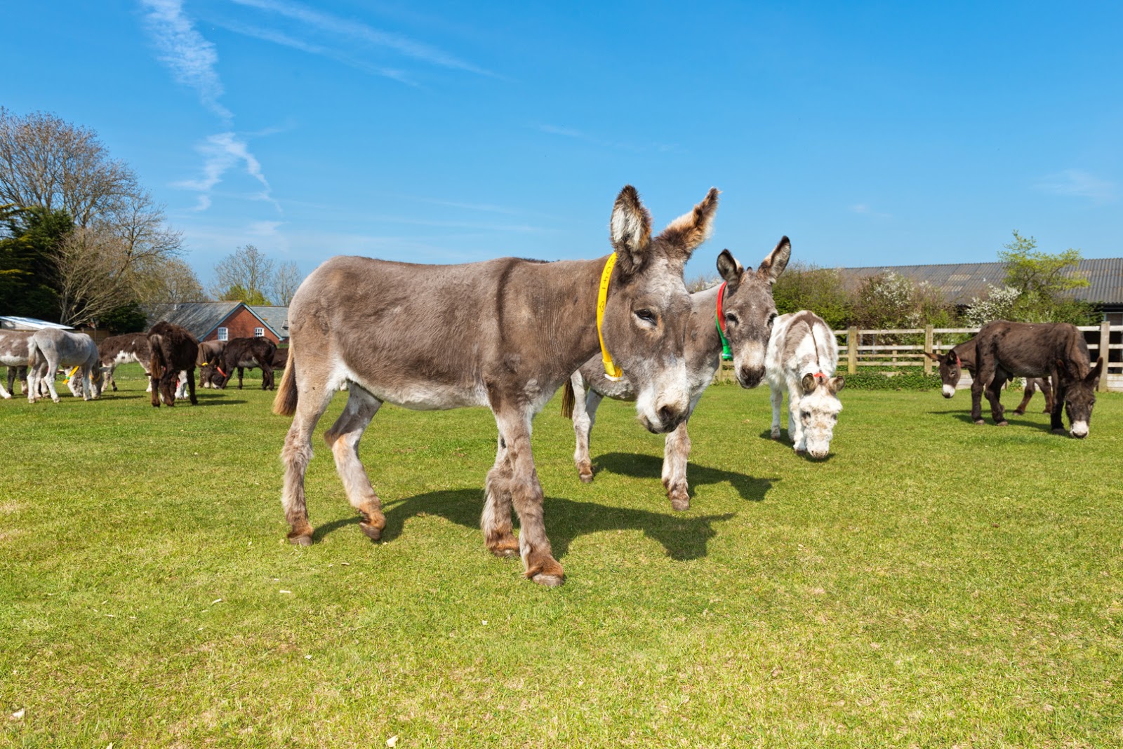 Actual Colour: Britain's Oldest Donkey - Tessa 50 years old!