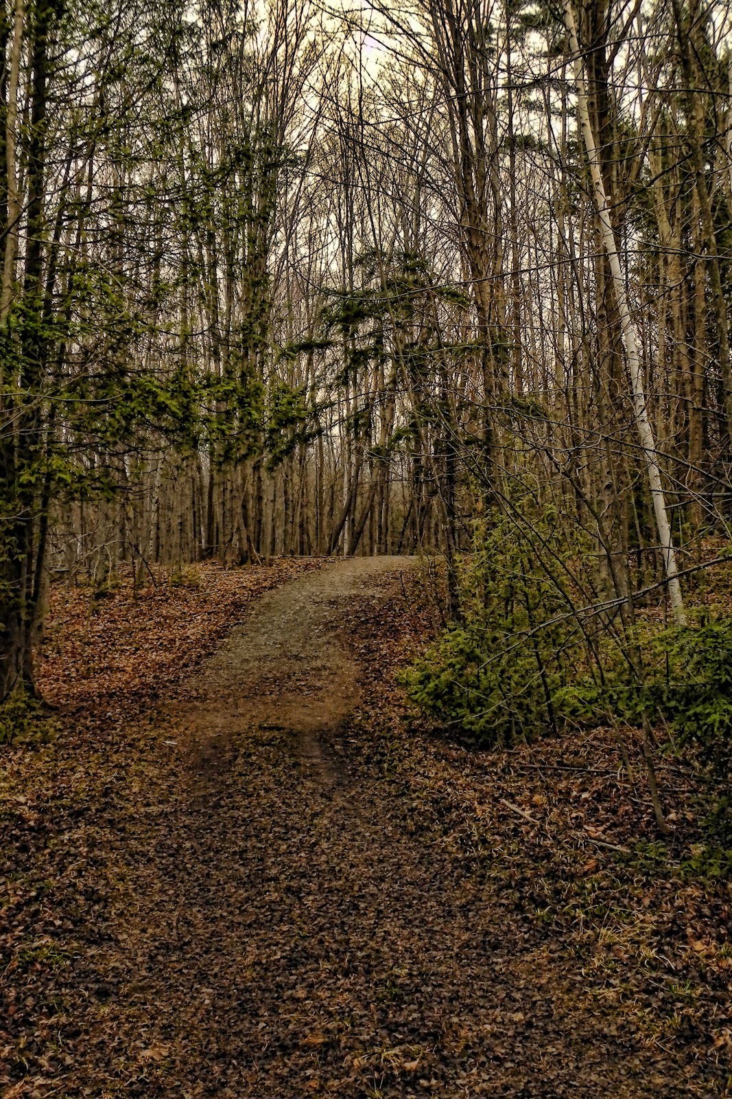 Hiking in Ontario: Conley Tract - Halton Regional Forest