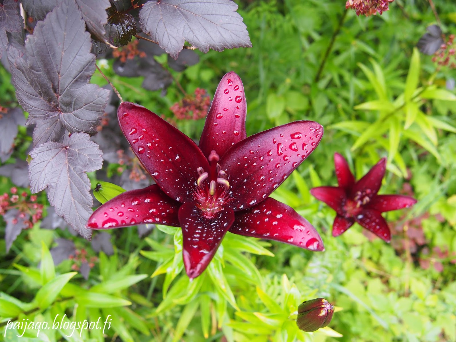 paiqo: #kukkailottelua