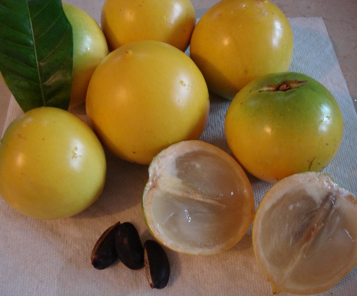 Peroratio: (2013/443) Abiu, a fruta de vovó