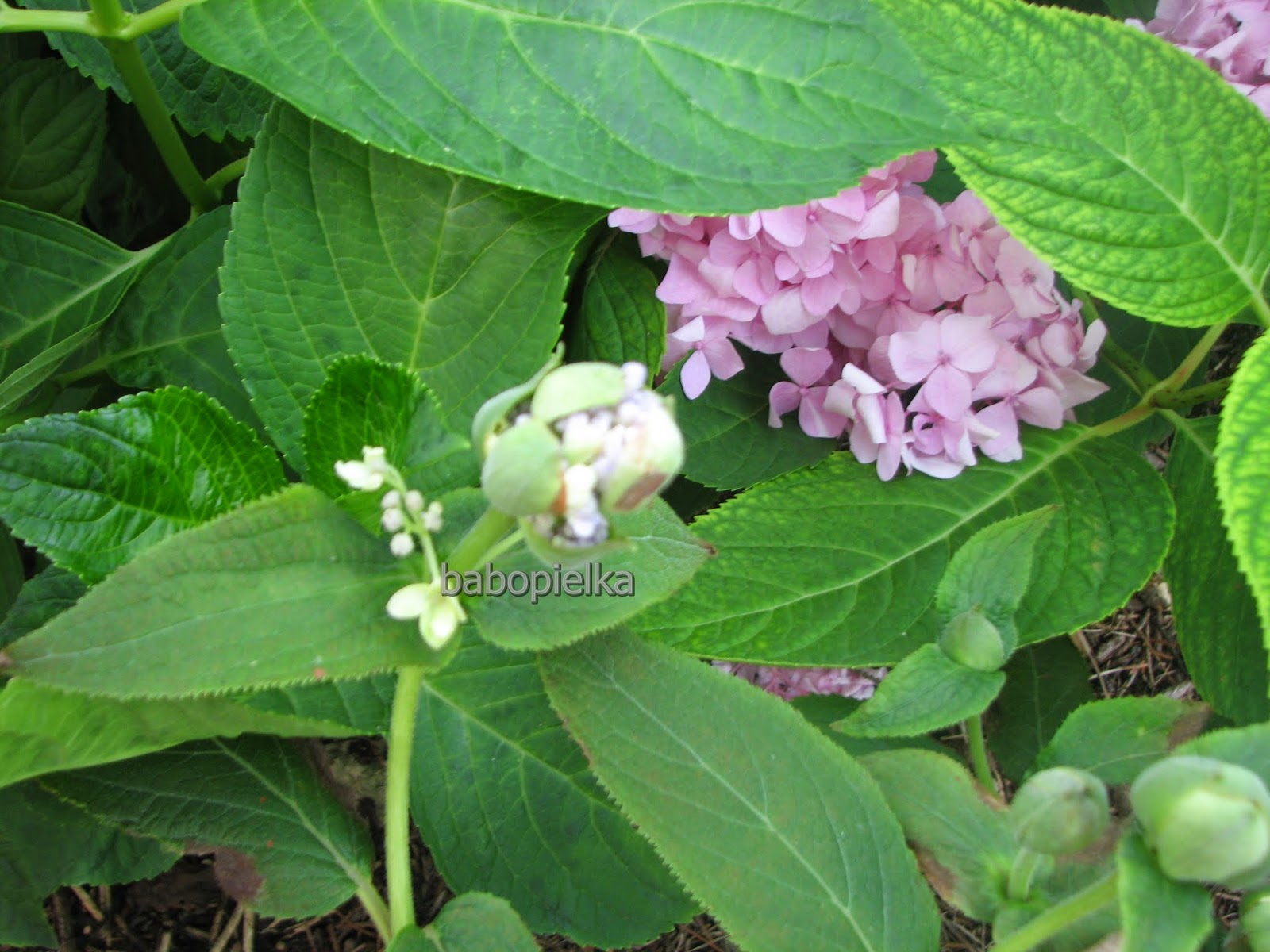 Hydrangea, Hortensja: Hydrangea involucrata (Hortensja otulona) 'Late Love'