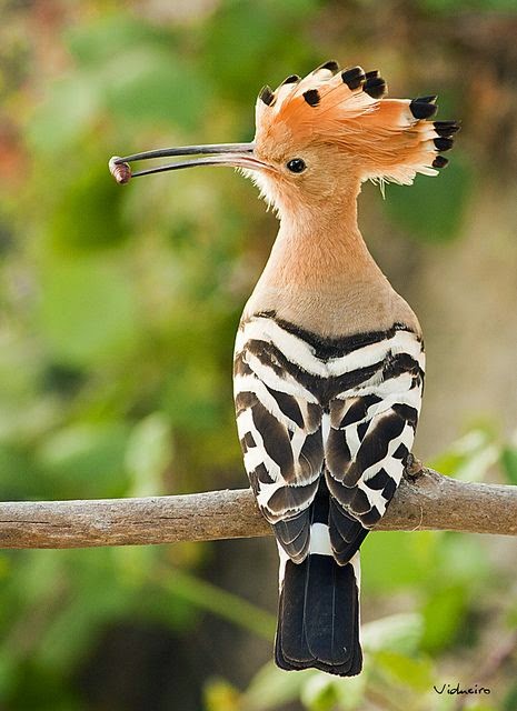 CopperWitch: March 2014