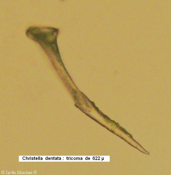 Future is written in green: Christella dentata: born to survive