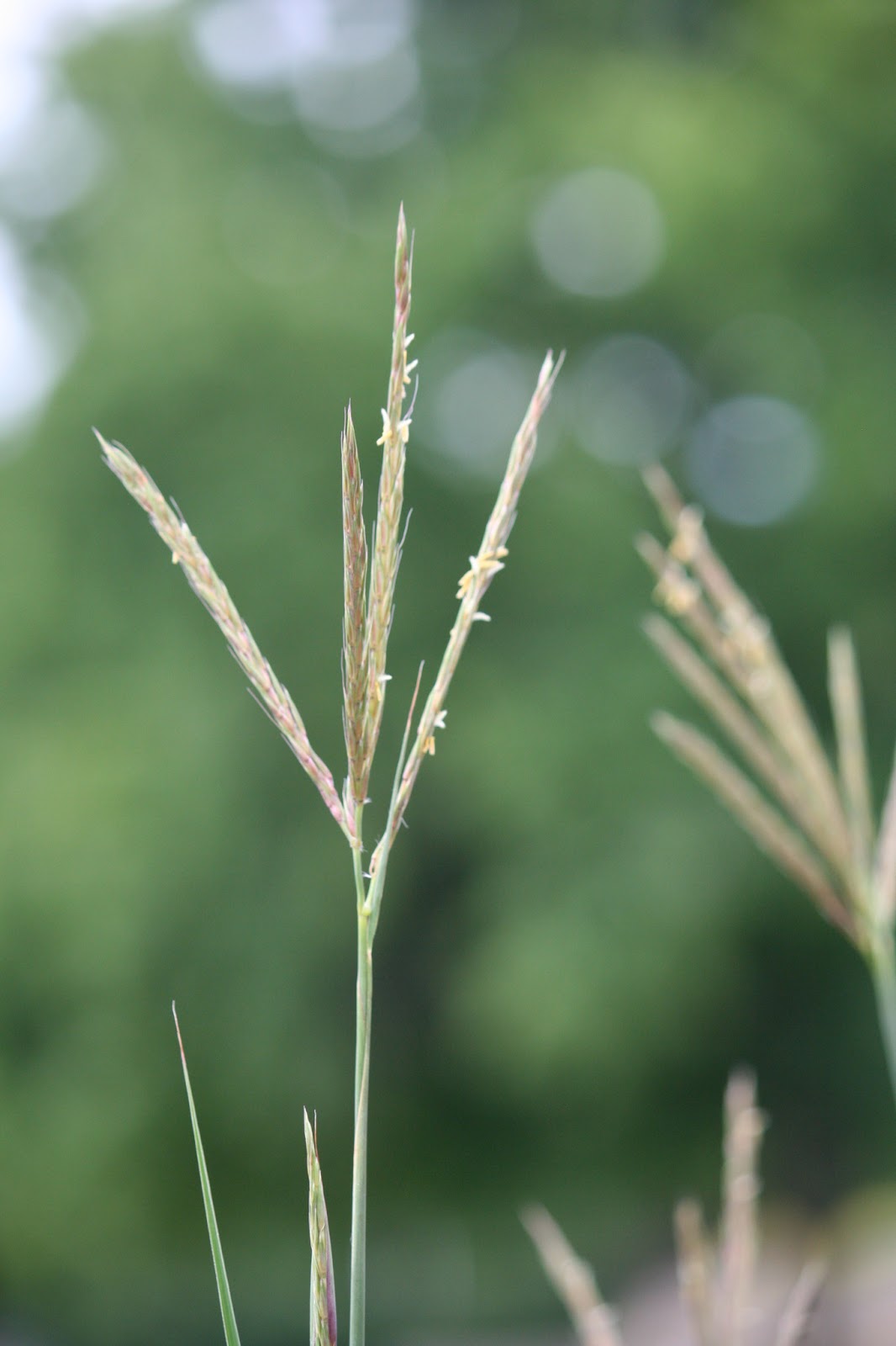 Gardening with Greggo: Little Blue and Turkeyfoot