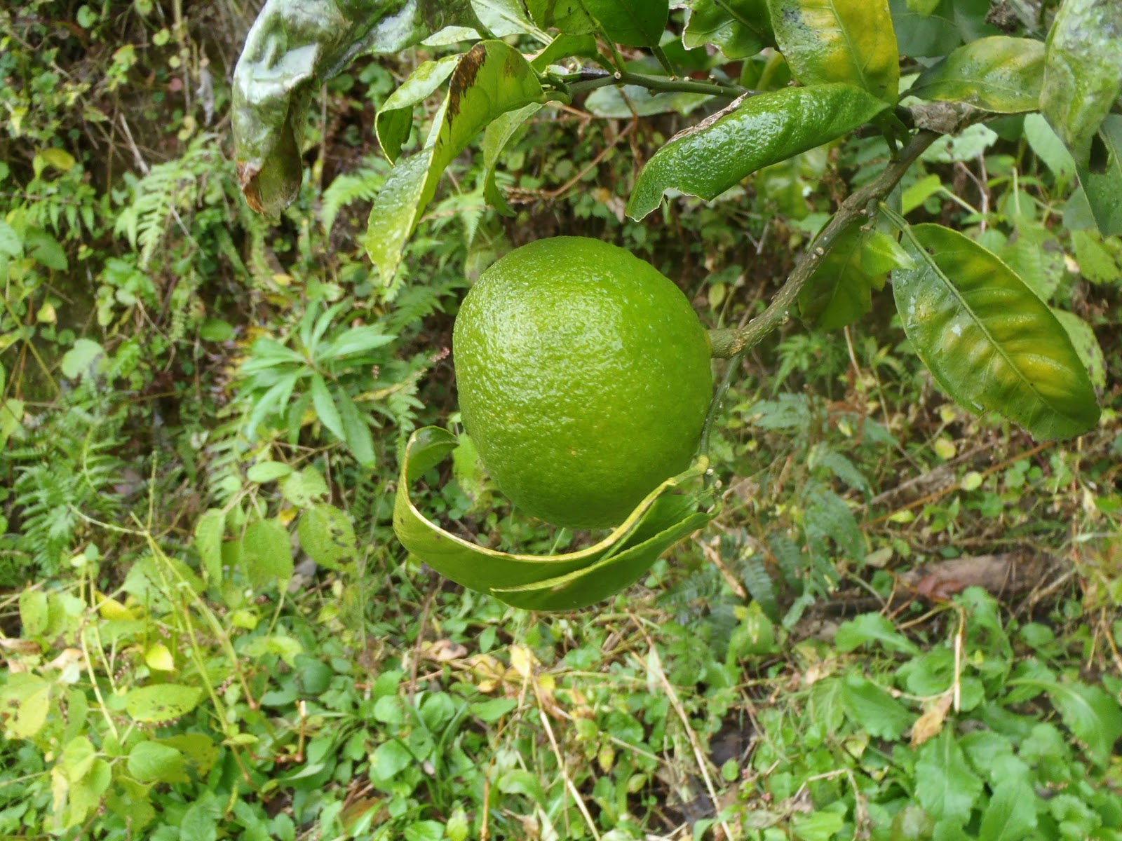 My Corner of Japan: Kabosu and Sudachi and Uses