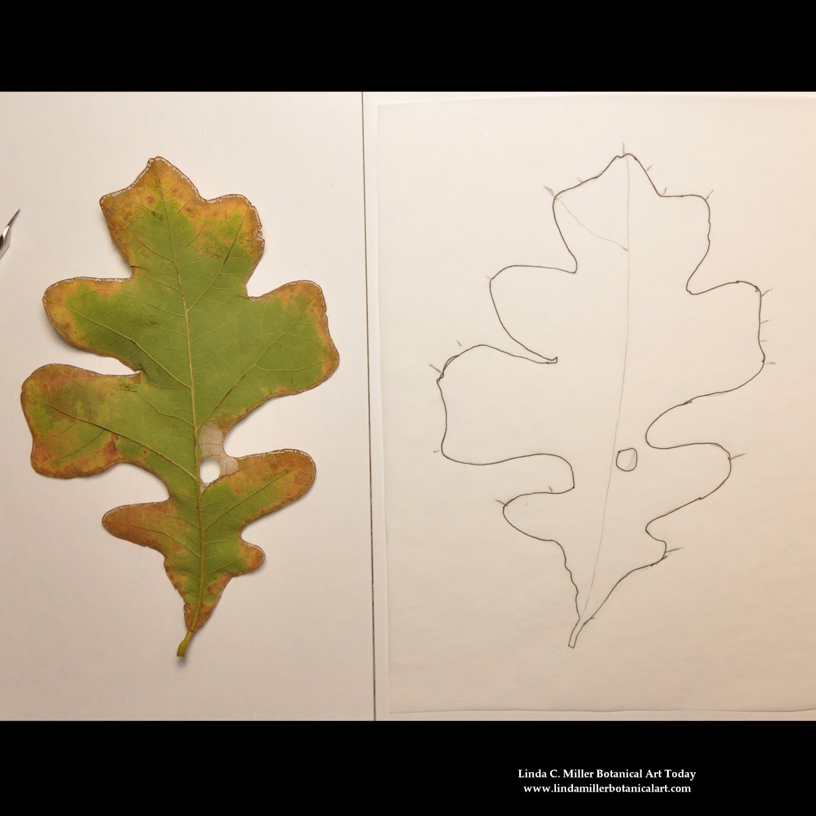 The Botanical Blogger with Linda C. Miller : LINDA'S TECHNIQUES White ...