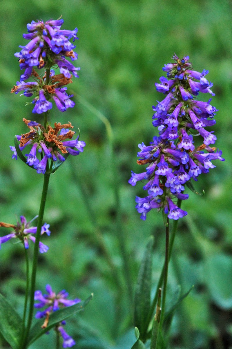 Wildflowers of the Wasatch Mountains and Bear River Range: Key to Penstemon
