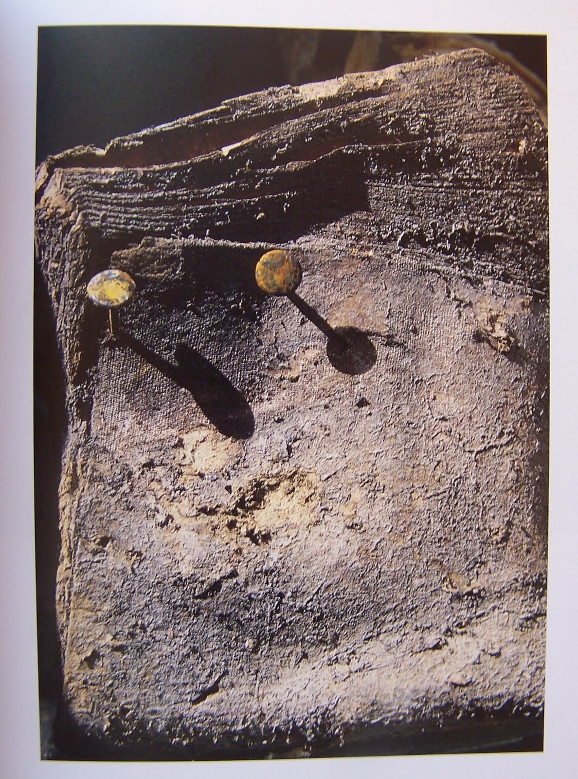 The Compass Rose: Rosamond Purcell's Bookworm