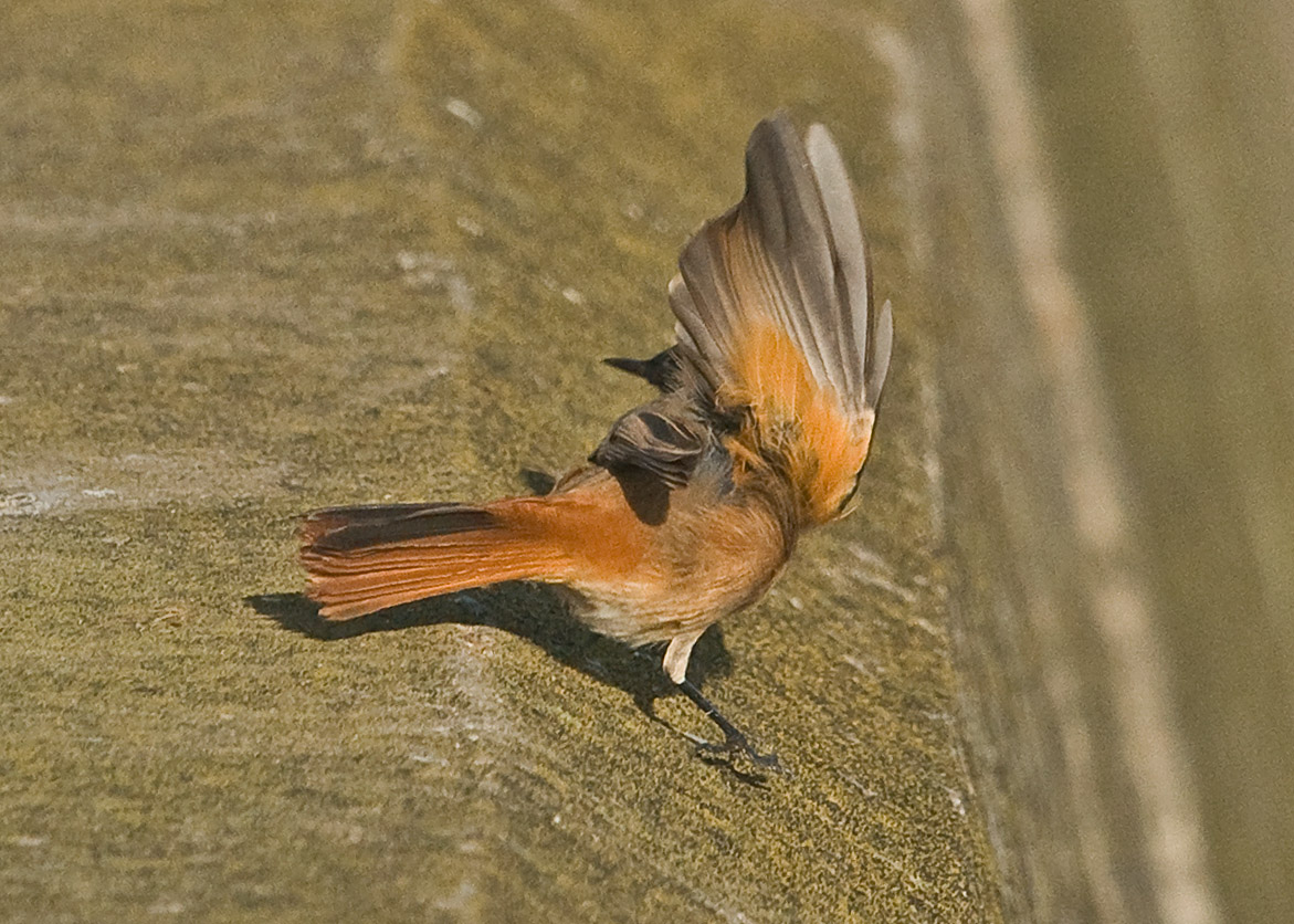 Greater Kent Birder: Eastern Black Redstart