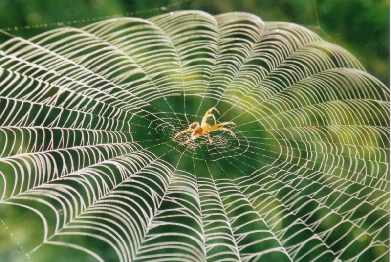 Le retour chez Canelle: Toiles d'Araignées