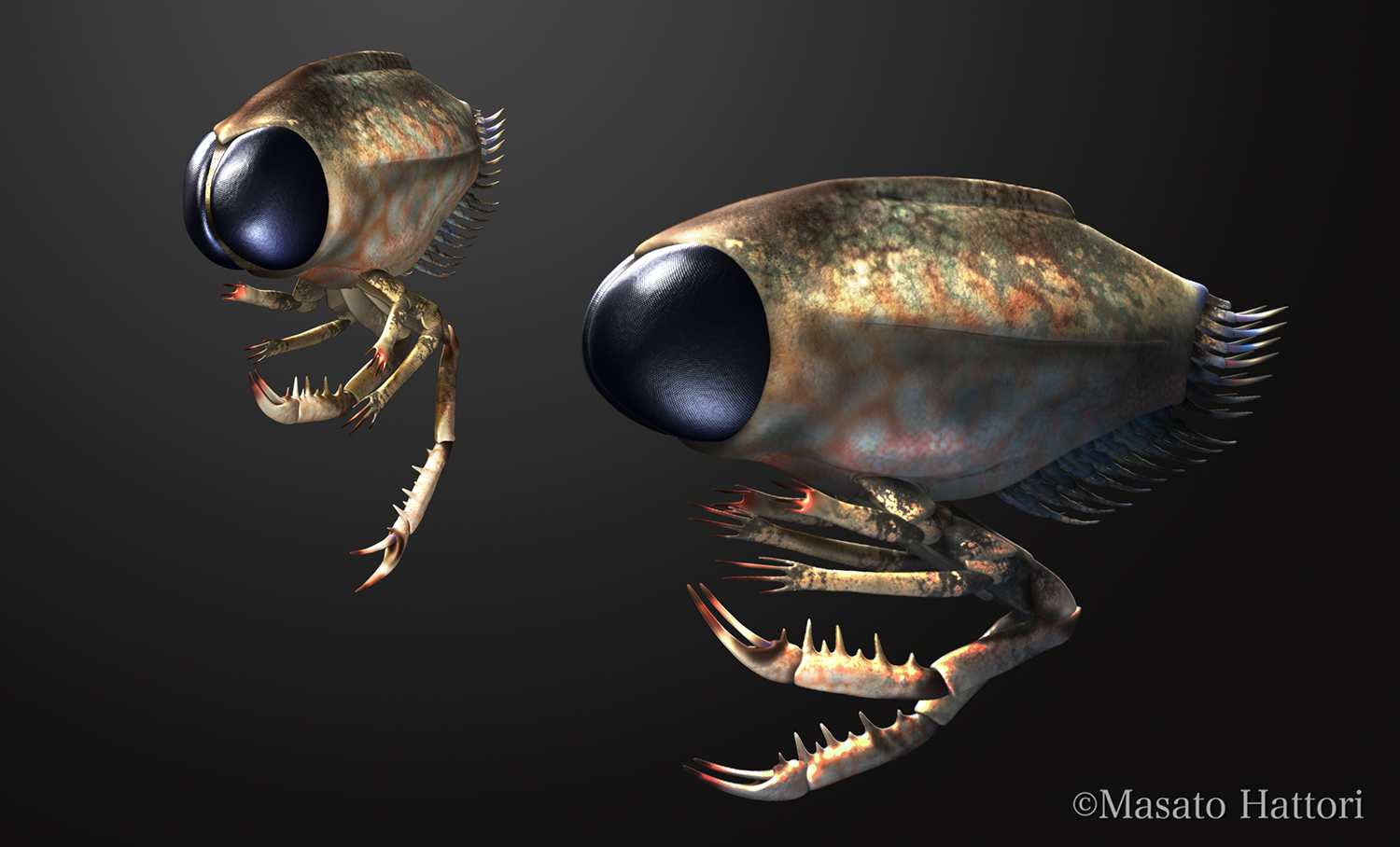 Marchan Blog: ドロカリス Dollocaris