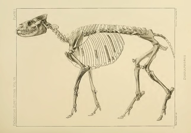 El pantano del Purussaurus (The Purussaurus Swamp): Falsos caballitos ...