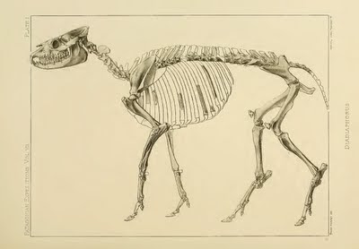 El pantano del Purussaurus (The Purussaurus Swamp): Falsos caballitos ...