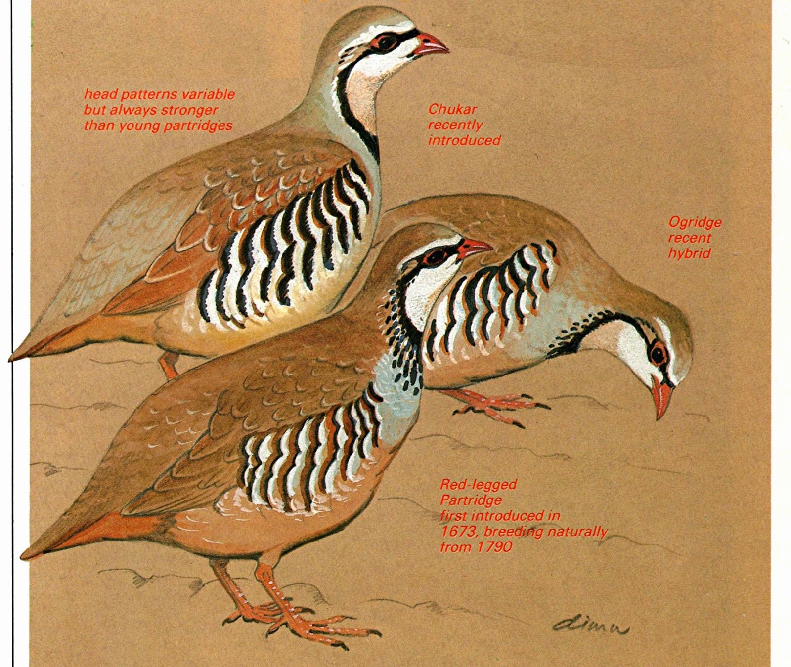 ShukerNature: OGLING THE OGRIDGE, OUTDOORS AND ONLINE - IDENTIFYING A ...