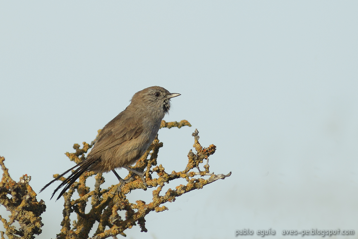 mis fotos de aves: Pseudasthenes patagonica Canastero Patagónico ...