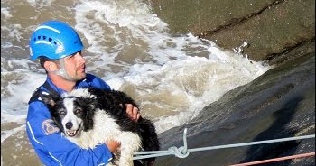 White Wolf : British Coast Guard comes to the rescue of a dog at the ...