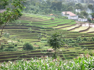 maslakulfalah.or.id: MI MASLAKUL FALAH