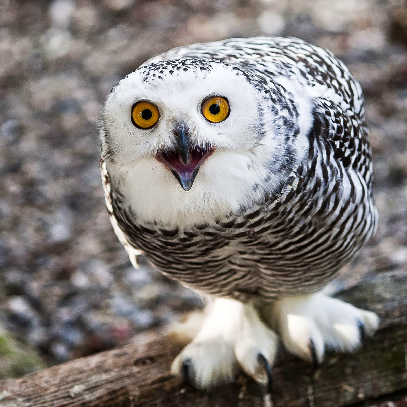 ANIMALS PICTURE: GAMBAR BURUNG HANTU (Owl Bird Pictures)-3