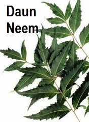 Anim Agro Technology: POKOK SEMAMBU - BANYAK GUNANYA