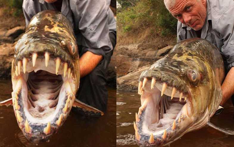 10 Ikan Ini Sangat Berbahaya dan Mematikan Bagi Umat Manusia ...