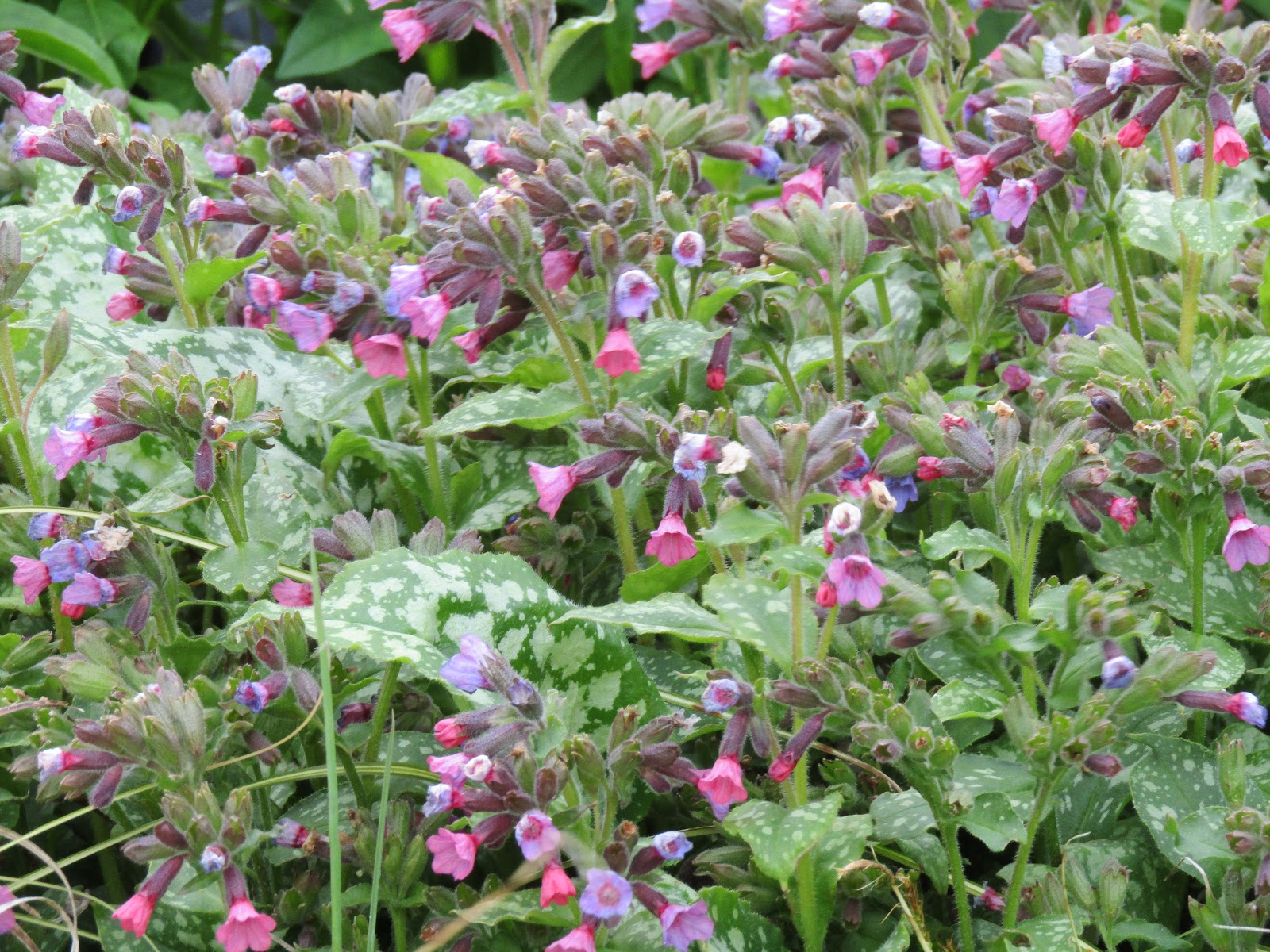 HERBAL PICNIC: LUNGWORT