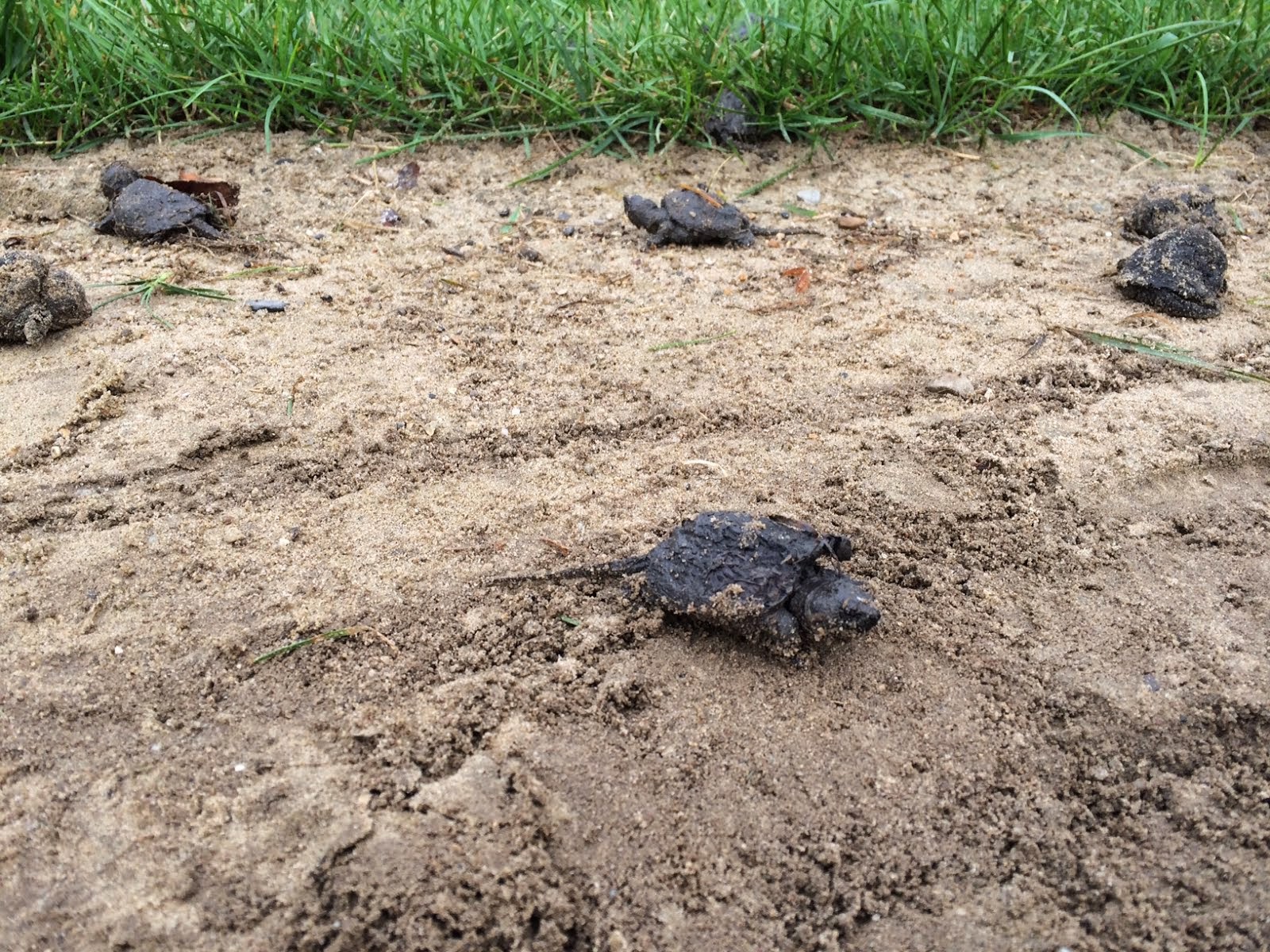 The World of Turf: Snapping turtle habitat