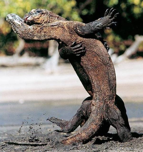 99 WOW: Animals Dance Tango Too!!?الحيوانات ترقص التانغو أيضاً!!؟