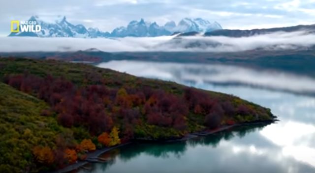 El sur de Chile es donde sobreviven los mas fuertes y adaptados - PL Prensa