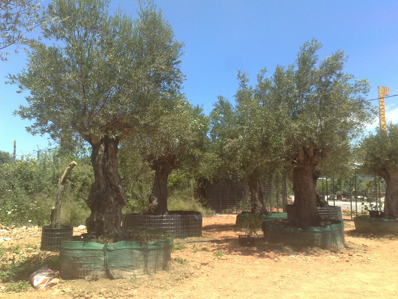 ΦΥΤΩΡΙΑ ΔΕΛΤΑ NURSERIES DELTA TREES LTD: ΠΡΟΣΦΟΡΑ ΑΙΩΝΟΒΙΕΣ ΜΕΓΑΛΕΣ ΕΛΙΕΣ