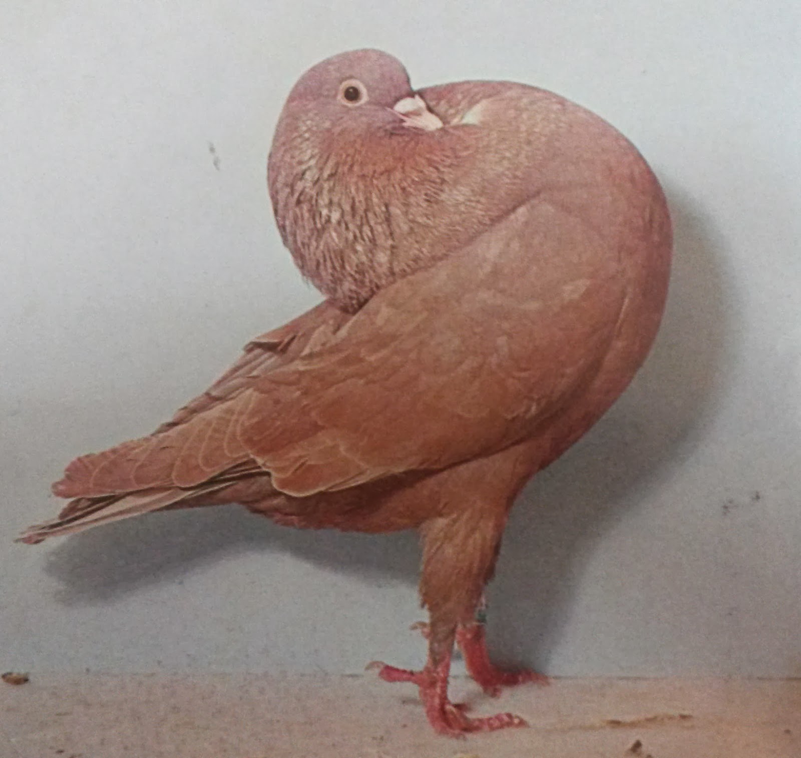 Holle Cropper: Amsterdam Ballon Cropper Pigeon origin description size ...